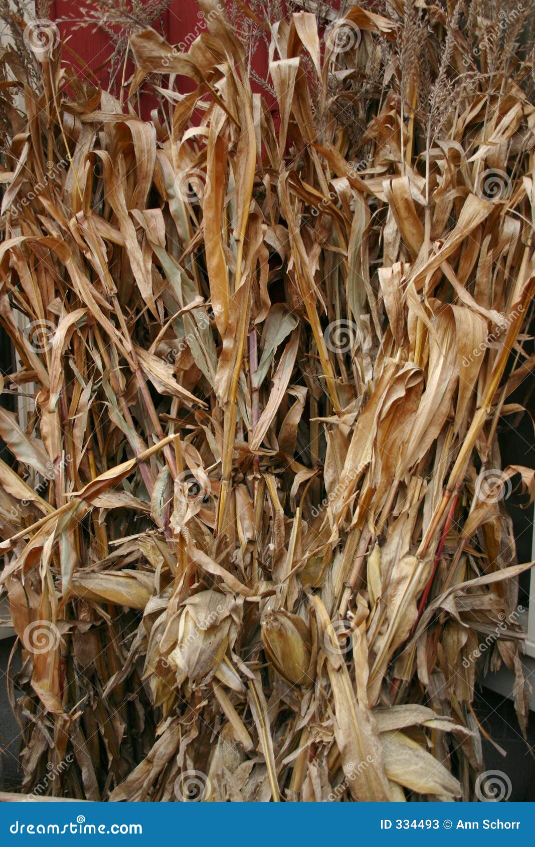 Corn Stalks stock image. Image of drying, farm, corn, food - 334493