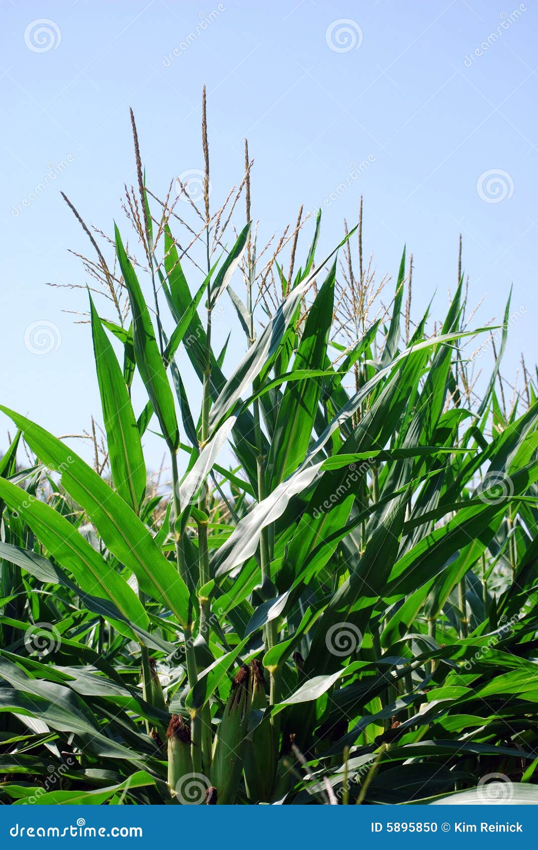 Corn stalks stock photo. Image of healthy, veggie, land - 5895850