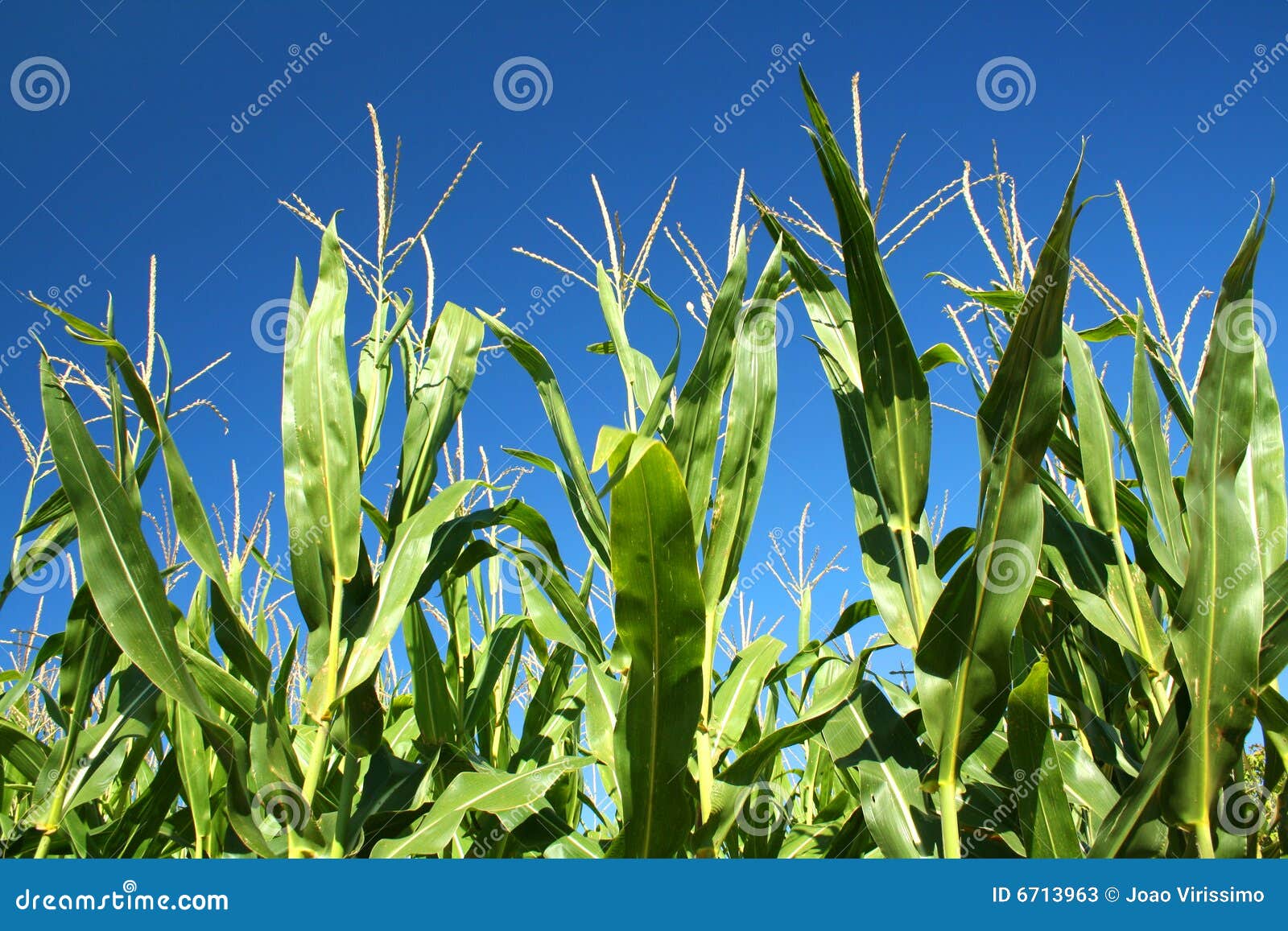 Corn stalks stock image. Image of grass, leaf, land, biofuel - 6713963