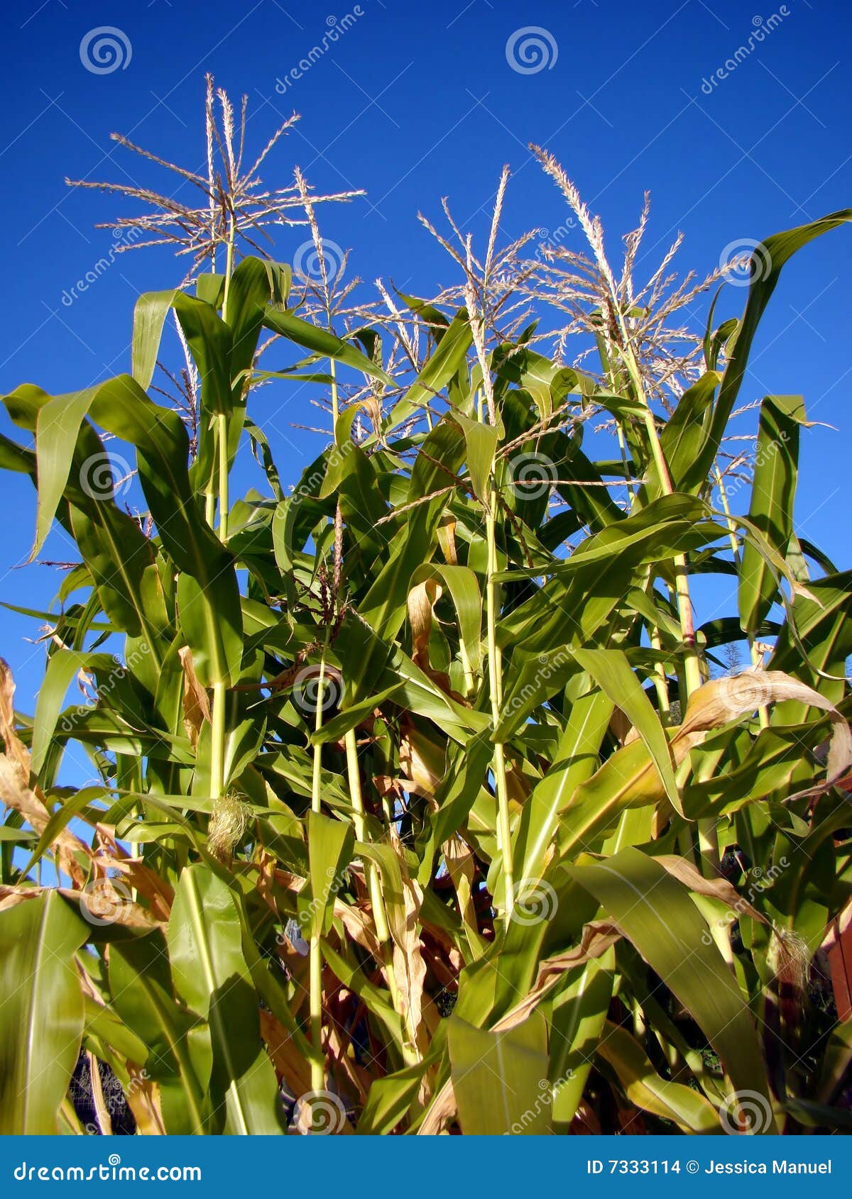 Corn Stalks stock photo. Image of green, crop, silk, kernals - 7333114