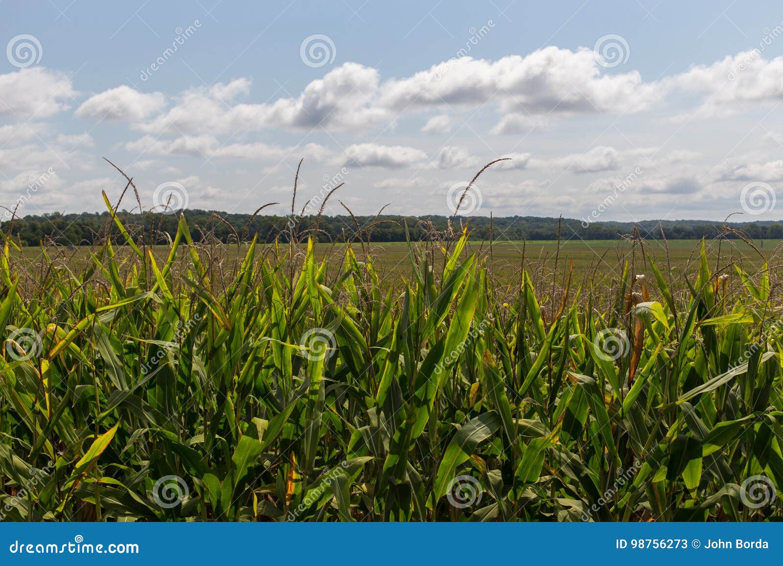 Corn Stalks in the Afternoon Sun Stock Image - Image of grain, harvest ...
