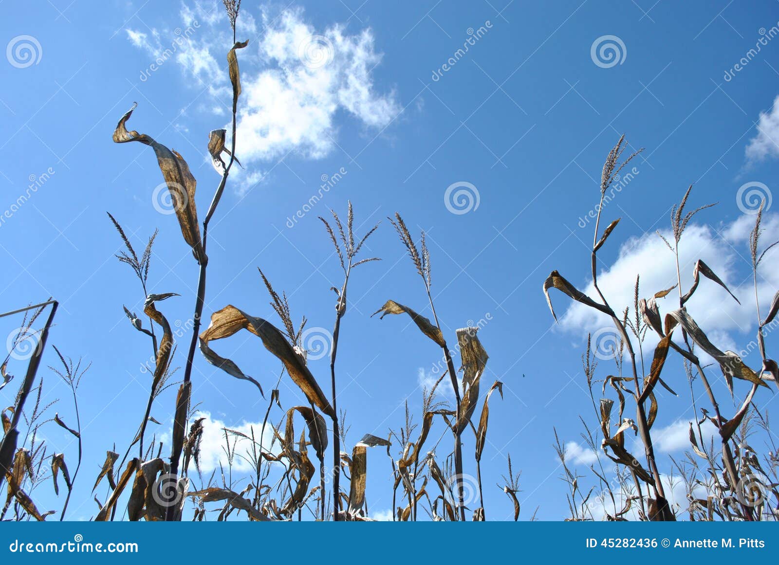 Corn Stalks Against a Blue Sky Stock Photo - Image of blue, farm: 45282436