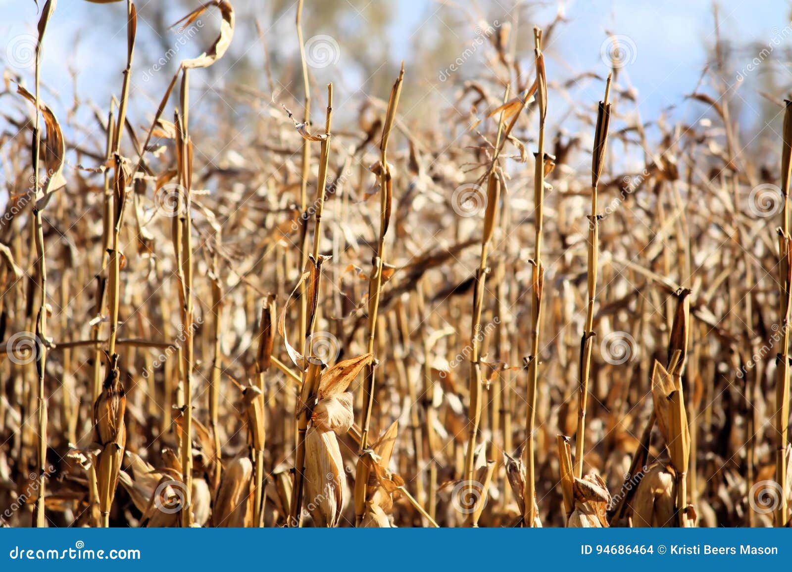 Corn Stalks in the Autumn stock photo. Image of cows - 94686464