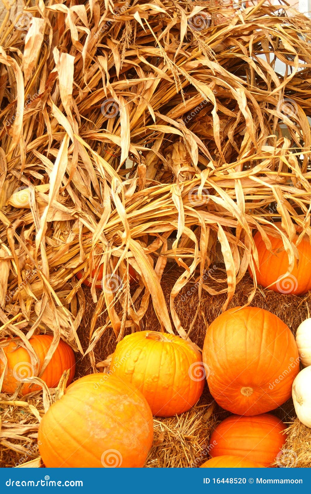 Corn Stalks and Autumn Pumpkins Stock Photo - Image of season, natural ...