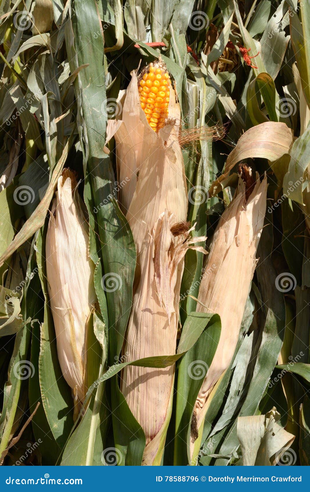 Corn stalks stock photo. Image of corn, fall, natural - 78588796