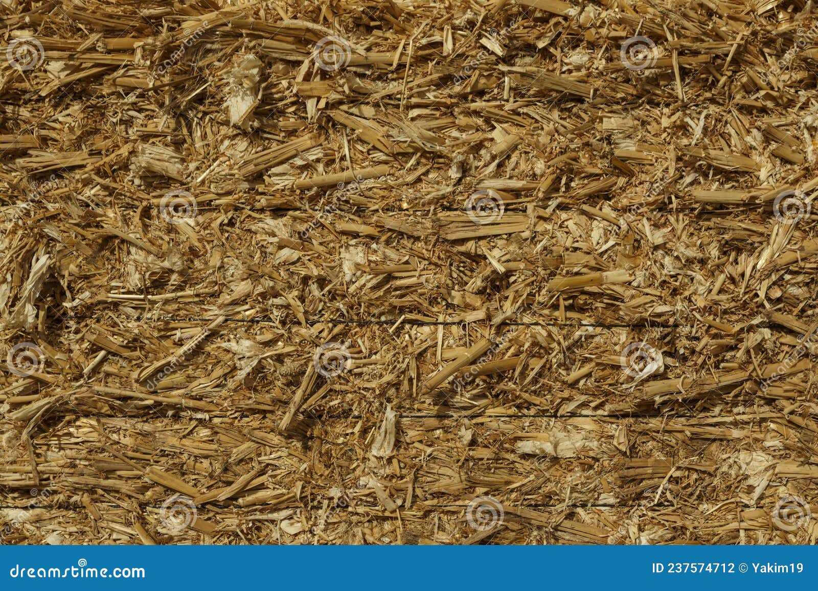 Corn stalks background stock photo. Image of stem, grain - 237574712