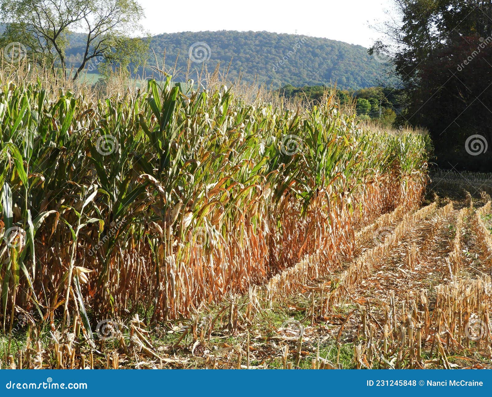 Corn Stalks Being Harvested in Glacial Farm Field in CNY Stock Photo ...