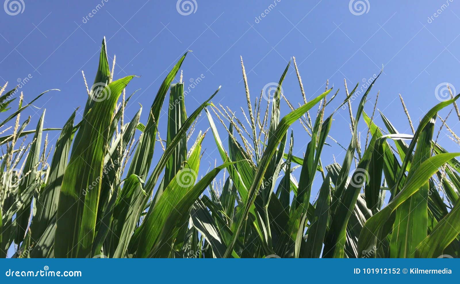 Corns Stalks Stock Footage & Videos - 15 Stock Videos