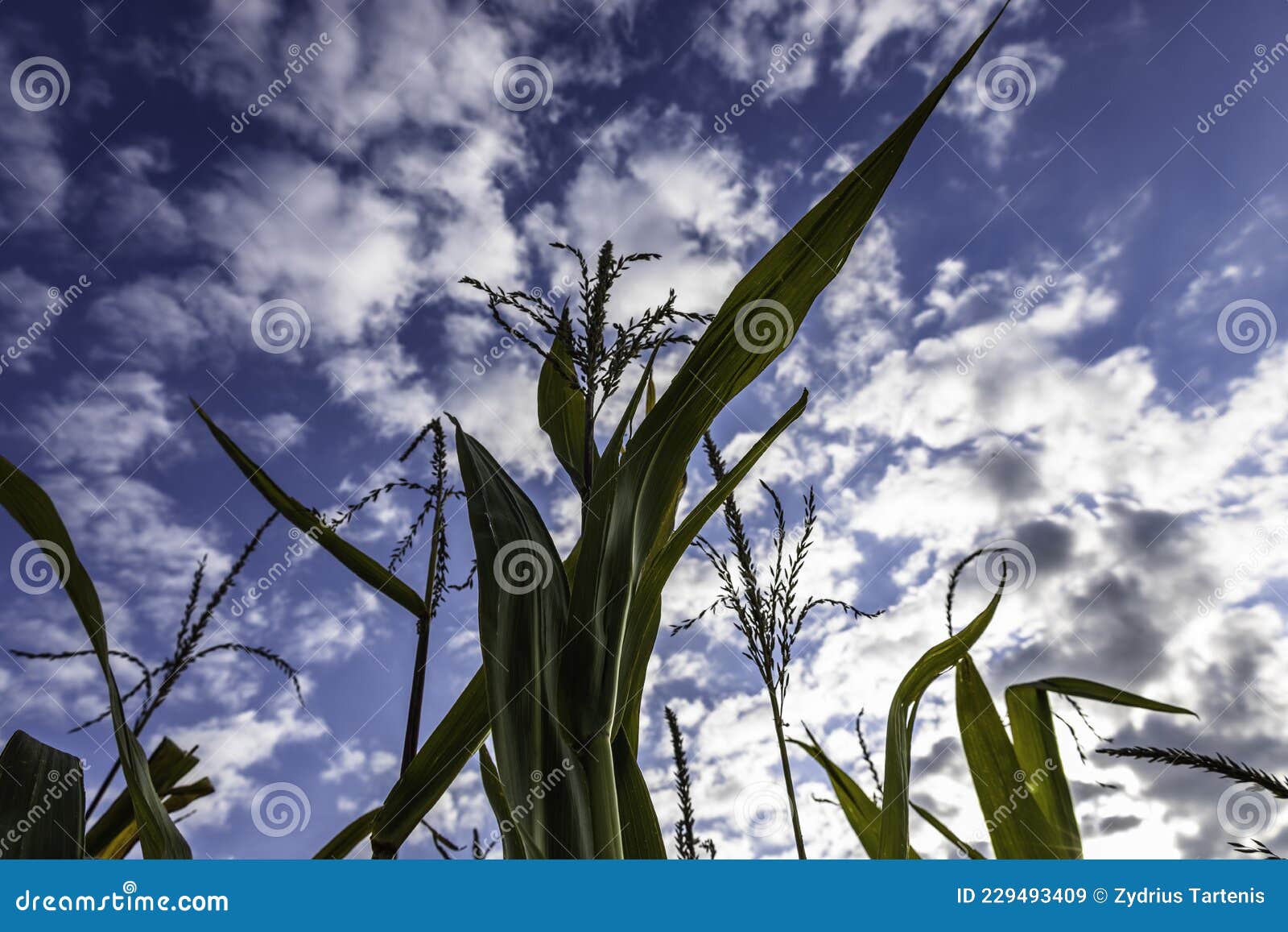 Corn Stalks with Bright Cloudy Blue Sky Background Stock Image - Image ...