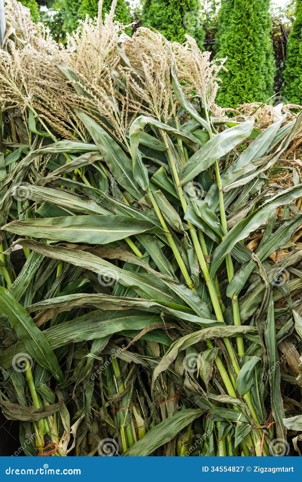 Corn Stalks Bundled for Sale Stock Image - Image of crops, decorative ...