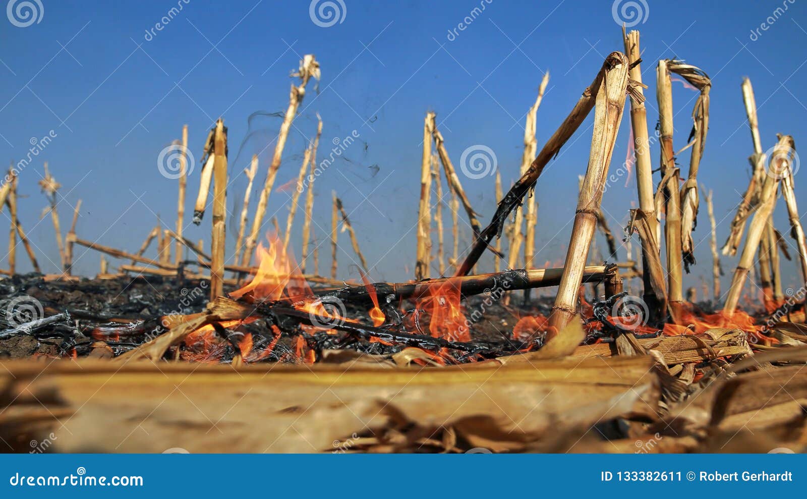 Corn Stalks Burning in a Field Stock Image - Image of fire, cornfield ...