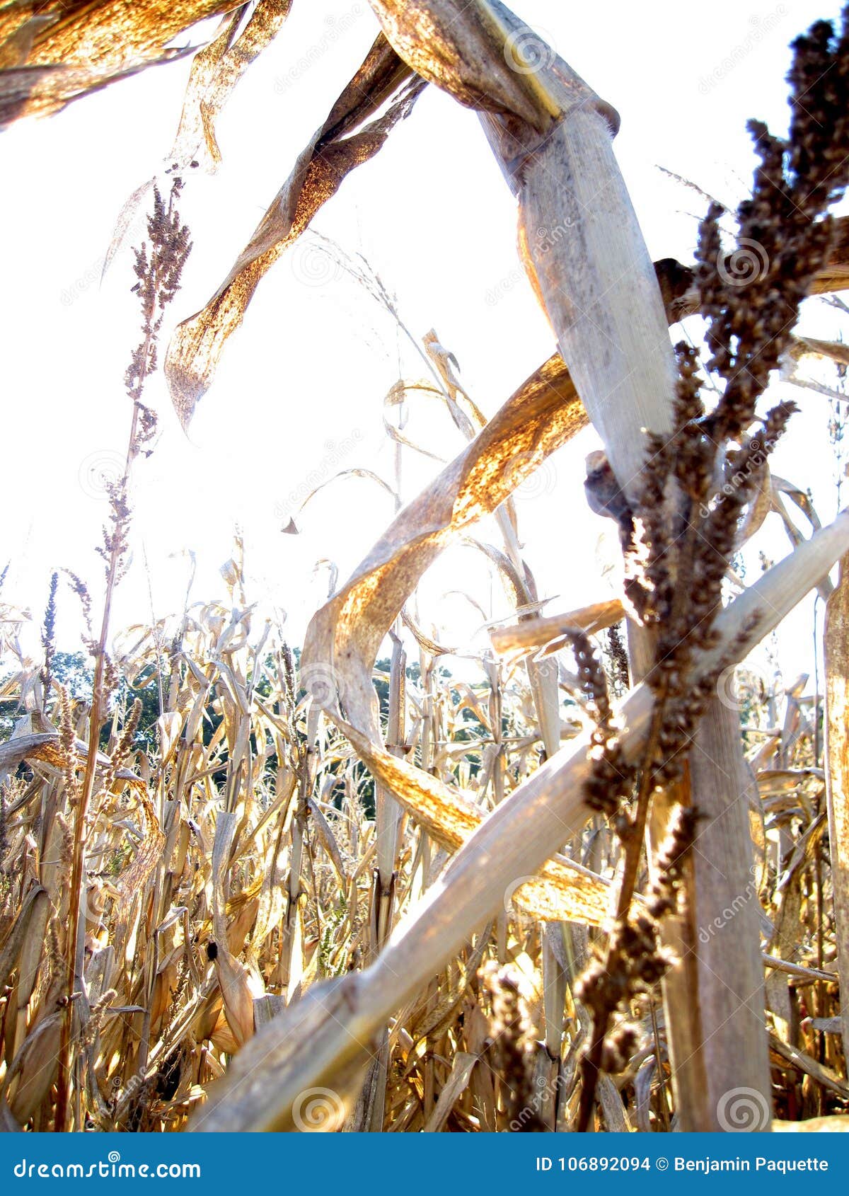 Corn Stalks in a Corn Field Stock Photo - Image of golden, cereal ...