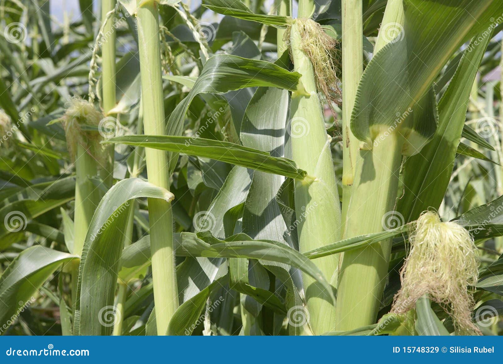 Corn Stalks and Corn in a Garden Stock Image - Image of healthy, stalks ...