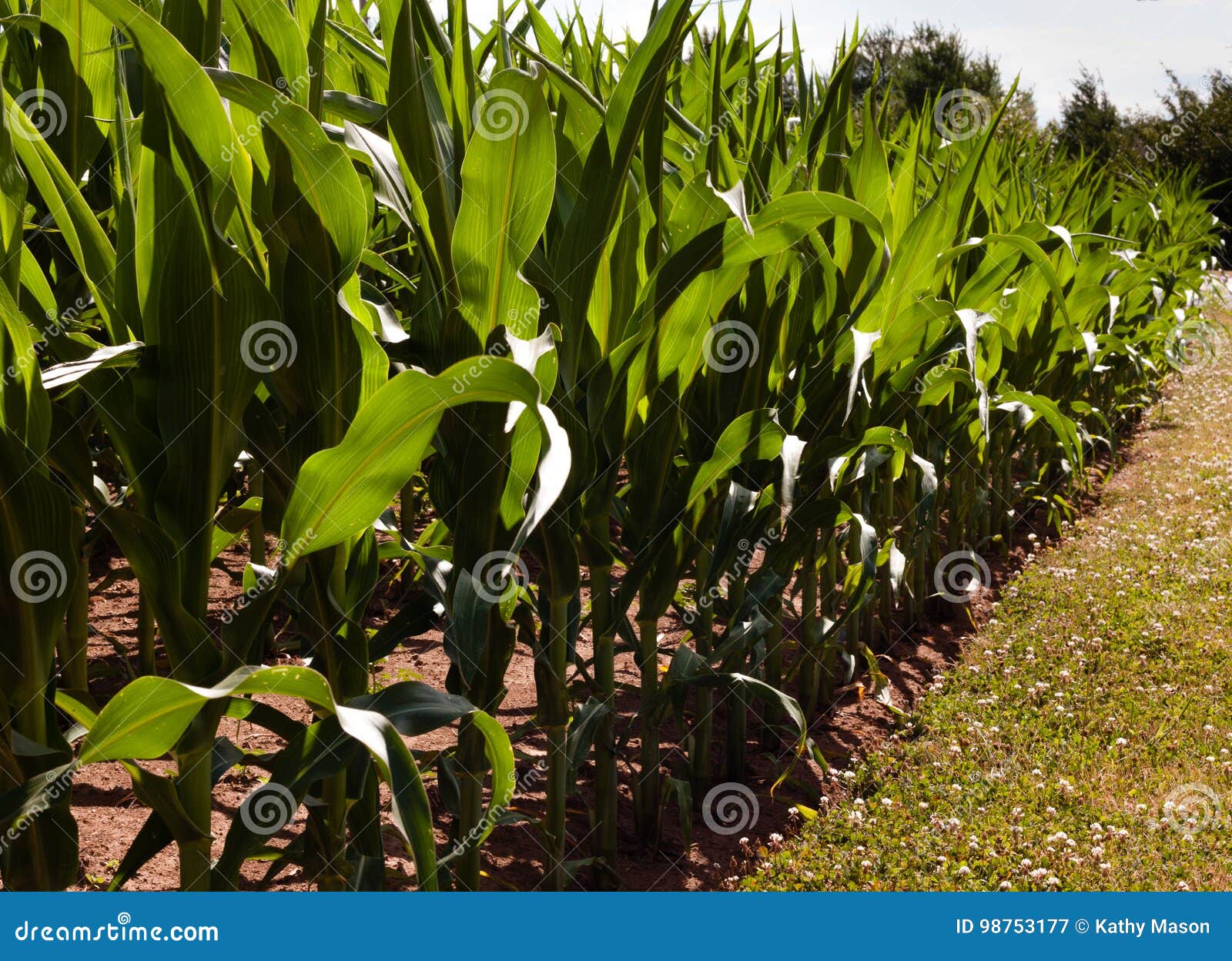 Corn stalks in a cornfiled stock image. Image of field - 98753177