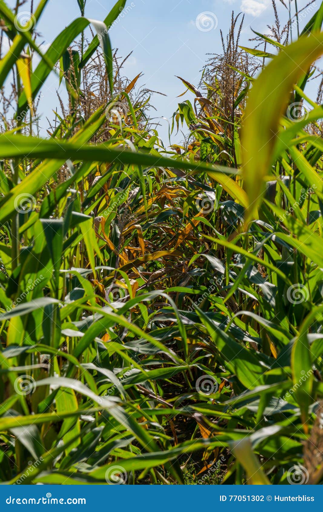Corn Stalks Dense Bush Farm Growing Leaves Green Blue Bright Stock ...