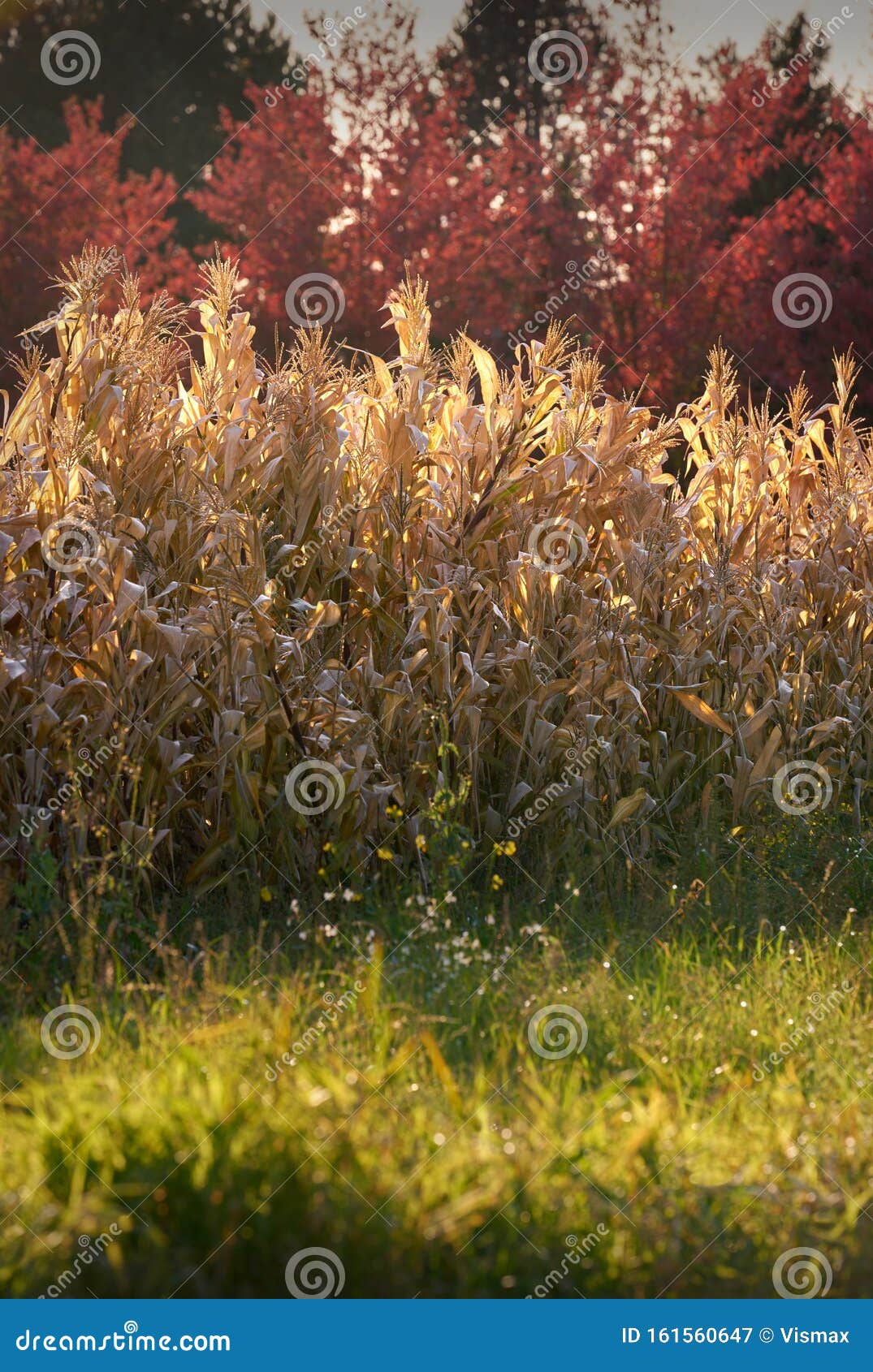 Golden Corn Stalks in Autumn Stock Image - Image of environment, nature ...