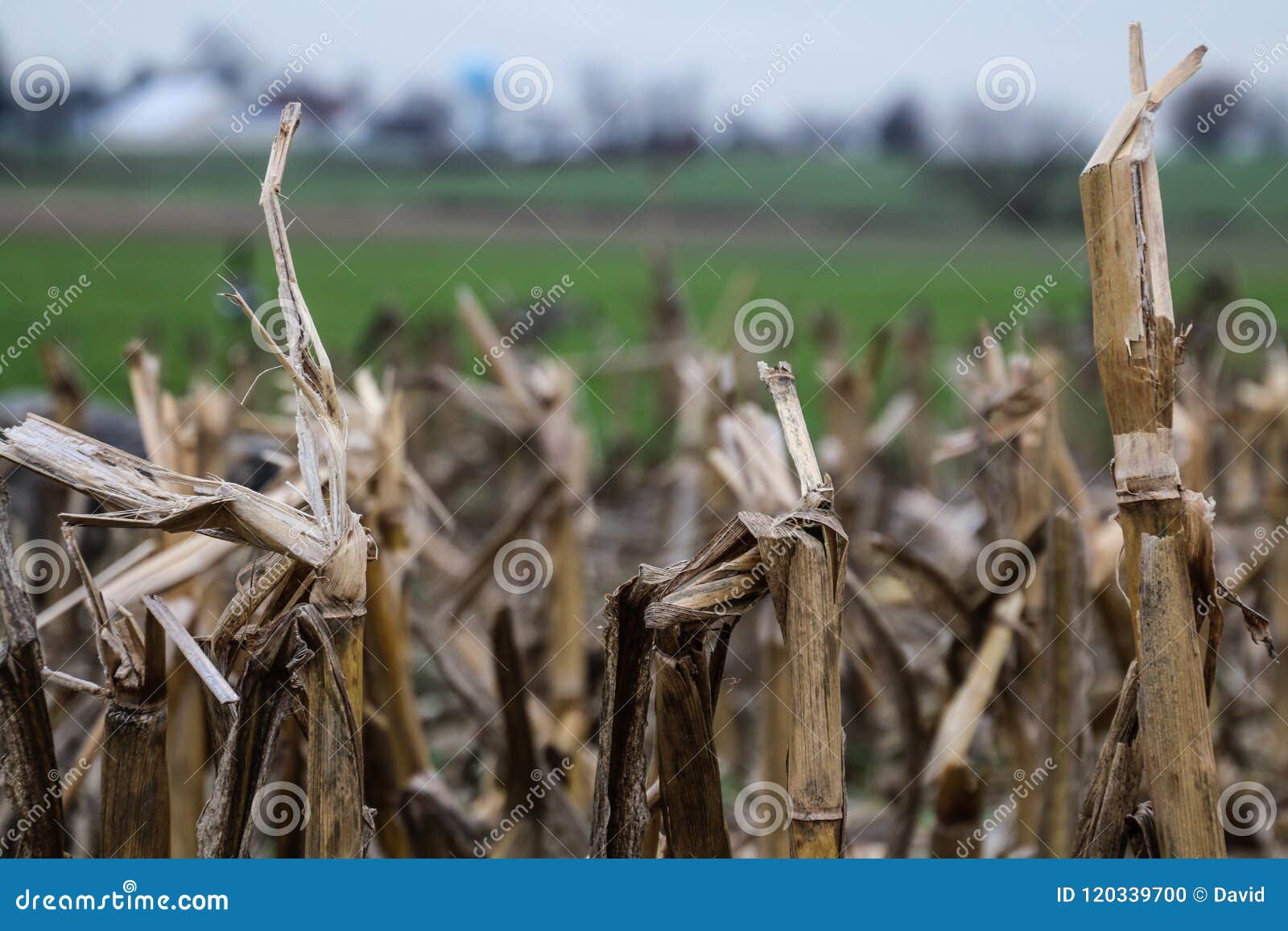 Corn Stalks in Fall stock photo. Image of garden, house - 120339700