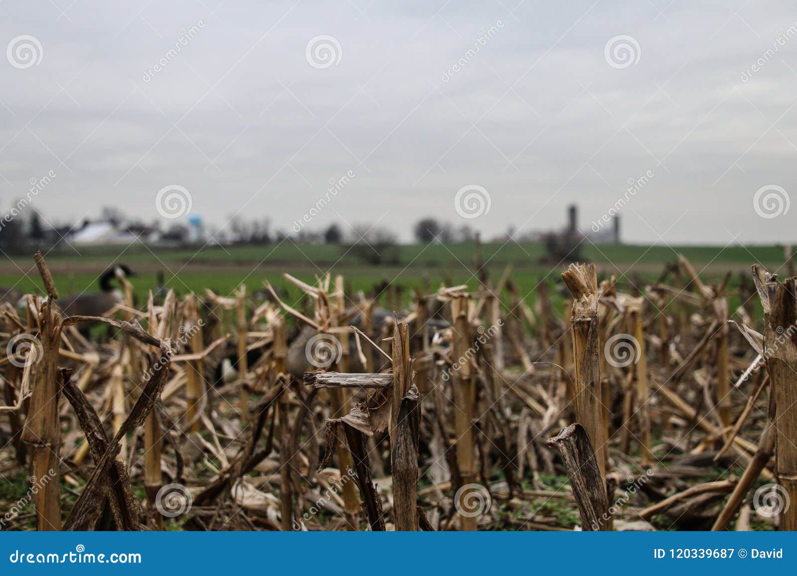 Corn Stalks in Fall stock image. Image of ducks, edge - 120339687