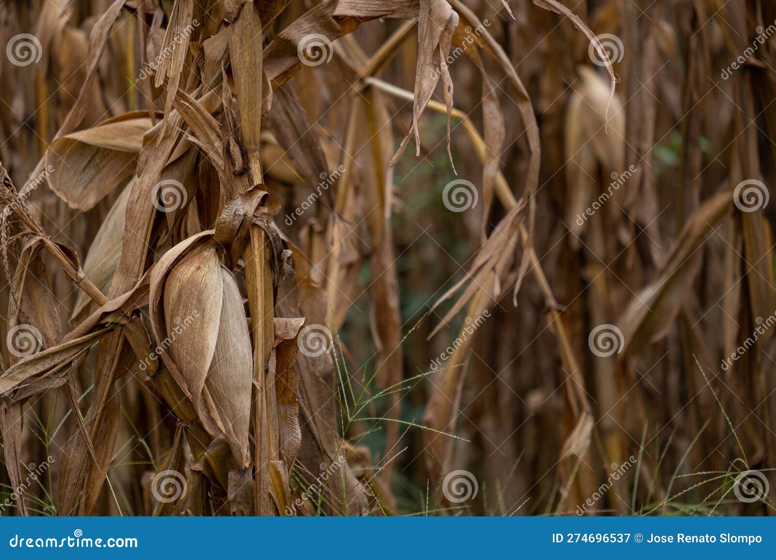 Corn Stalks with Foliage and Dry Ears Stock Image - Image of ...
