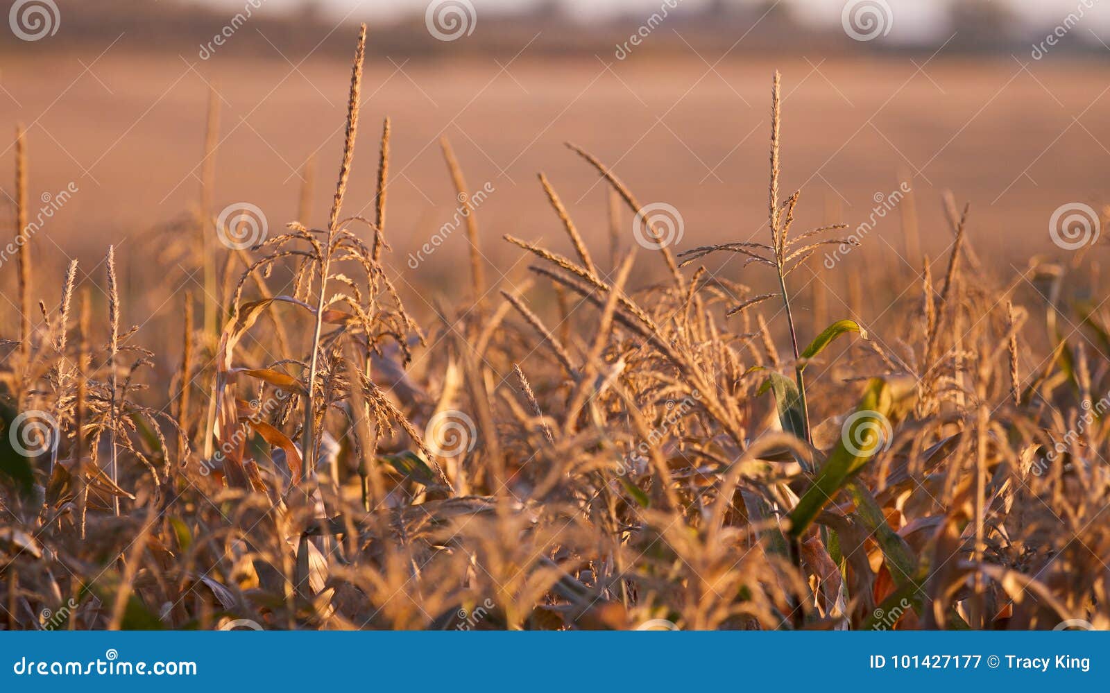 Corn stalks stock image. Image of fall, fresh, farm - 101427177
