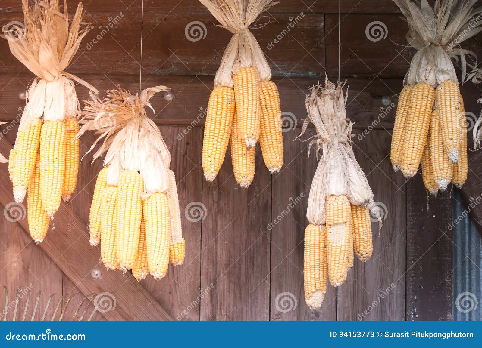 Corn Stalks Hanging on Ceiling of Wooden Storage for Decoration. Stock ...
