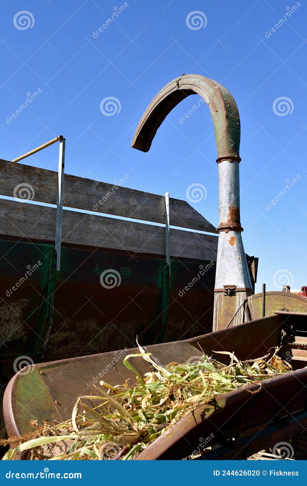 Corn Stalks Heading from Auger To Blower To Be Chopped into Silage ...