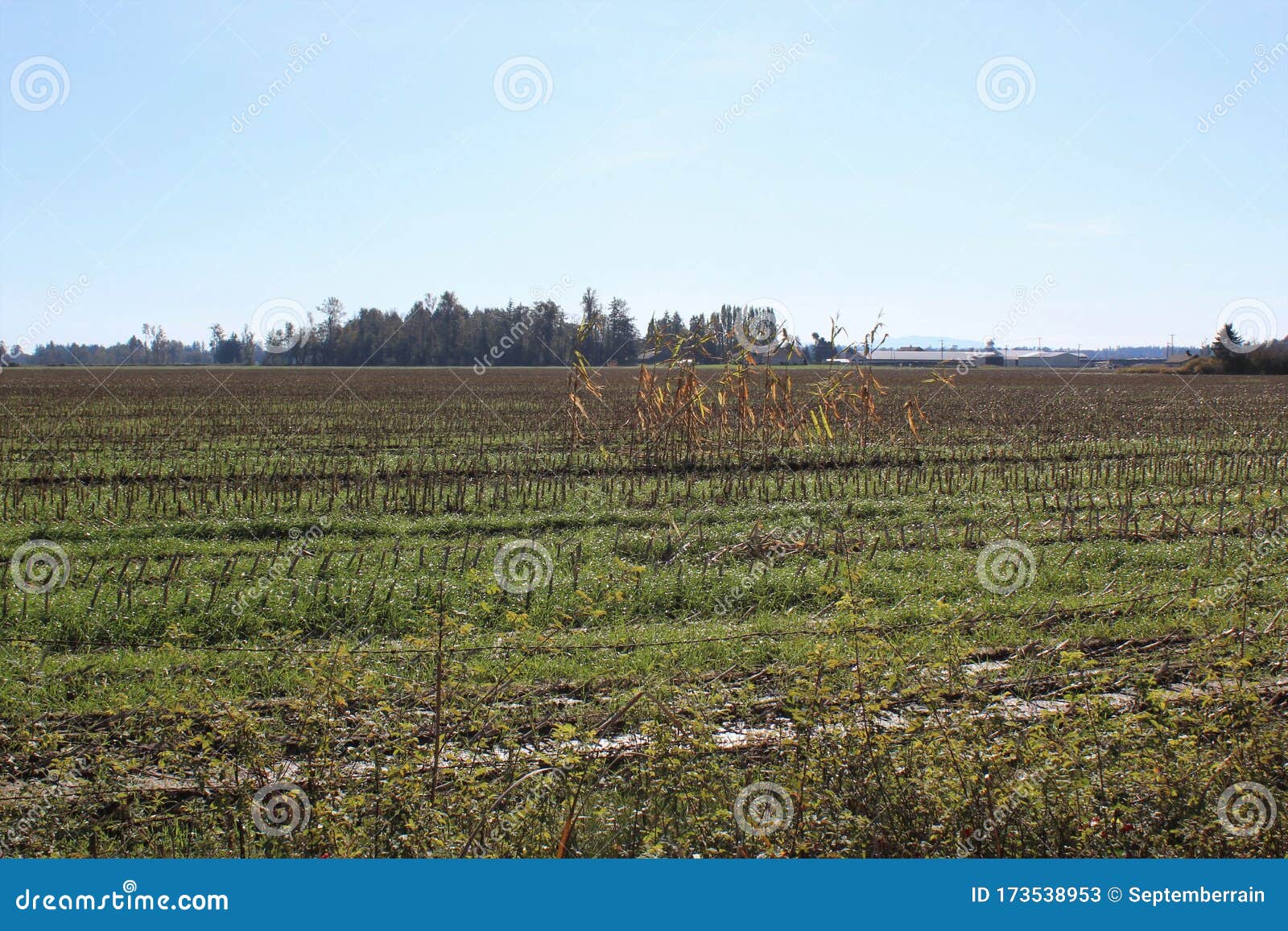 Corn Stalks Left in a Farm Field in Fall Stock Image - Image of corn ...