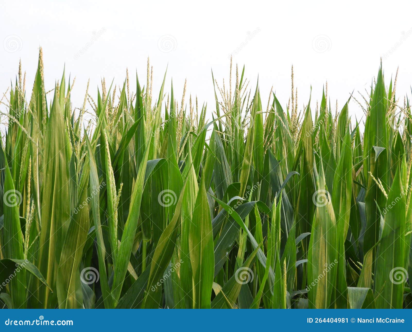 Lancaster Amish Corn Stalks Grow Straight and Tall in Pennsylvania ...