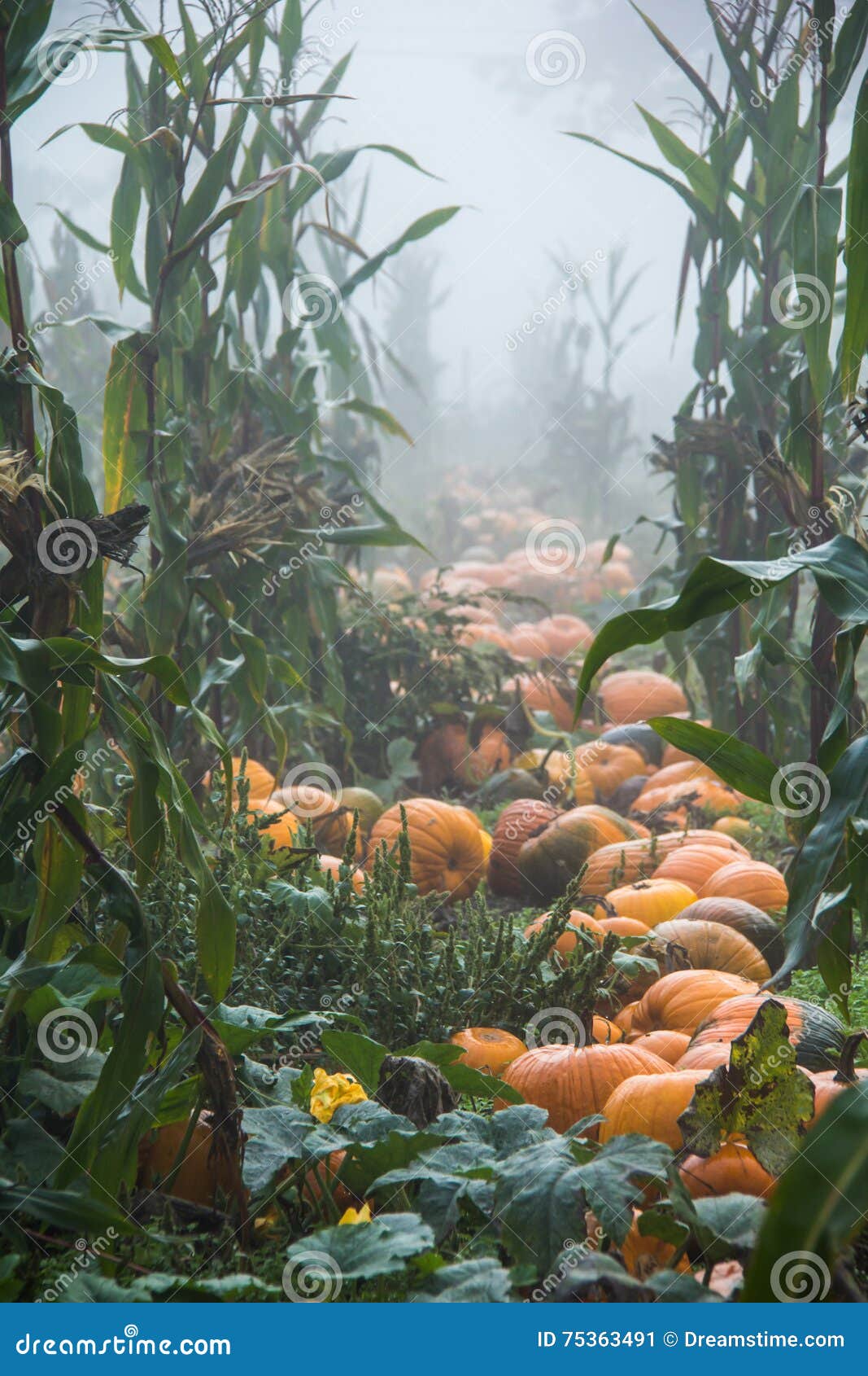 Corn Stalks and Pumpkin Row. Stock Image - Image of vine, fresh: 75363491