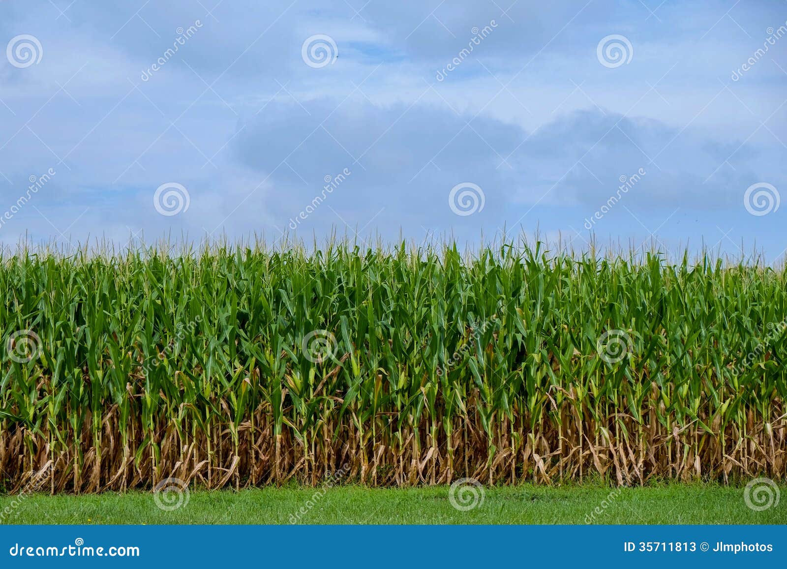 Corn Stalks Ready for Picking Stock Image - Image of harvest, clouds ...