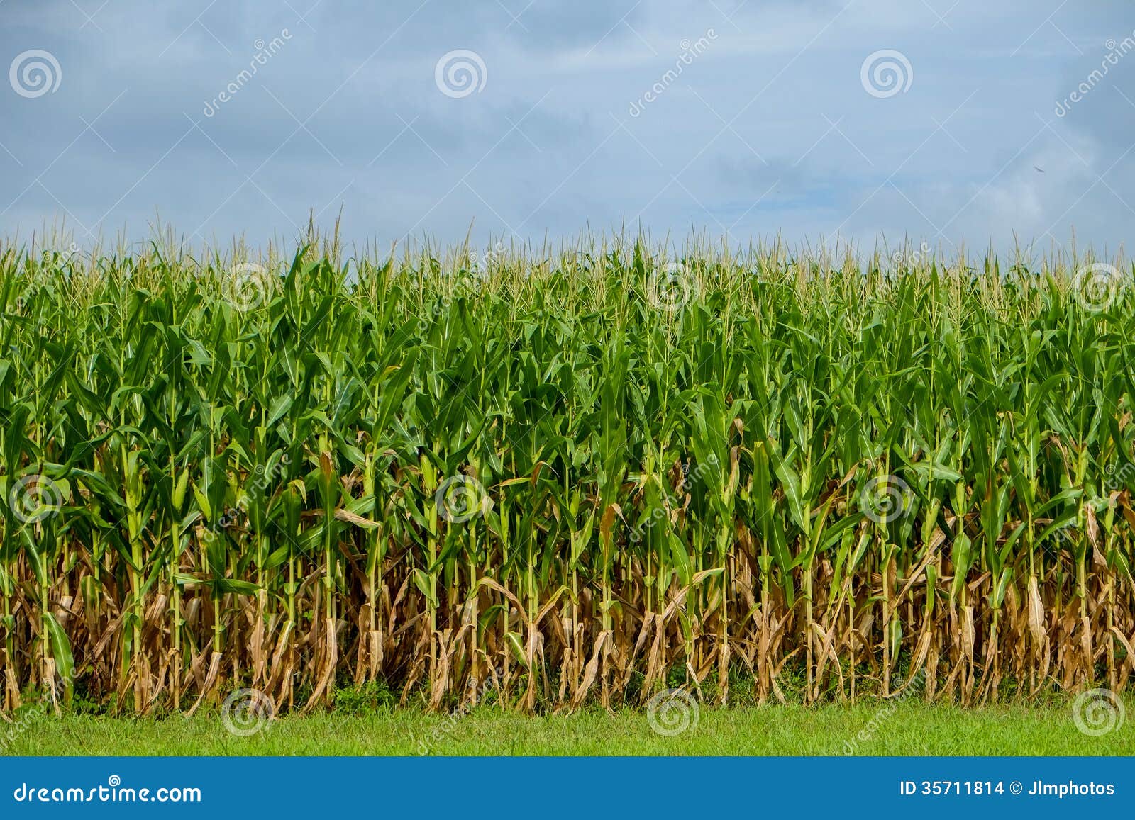 Corn Stalks Ready for Picking Stock Photo - Image of harvest, produce ...