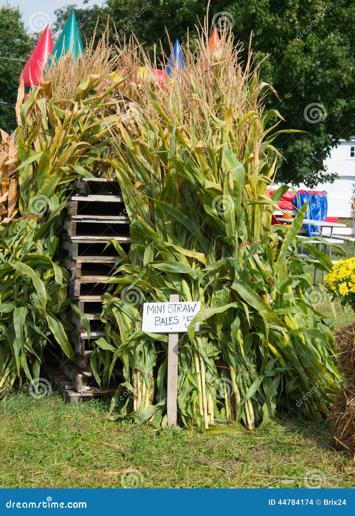 Corn Stalks stock photo. Image of stalks, vegetable, stem - 44784174