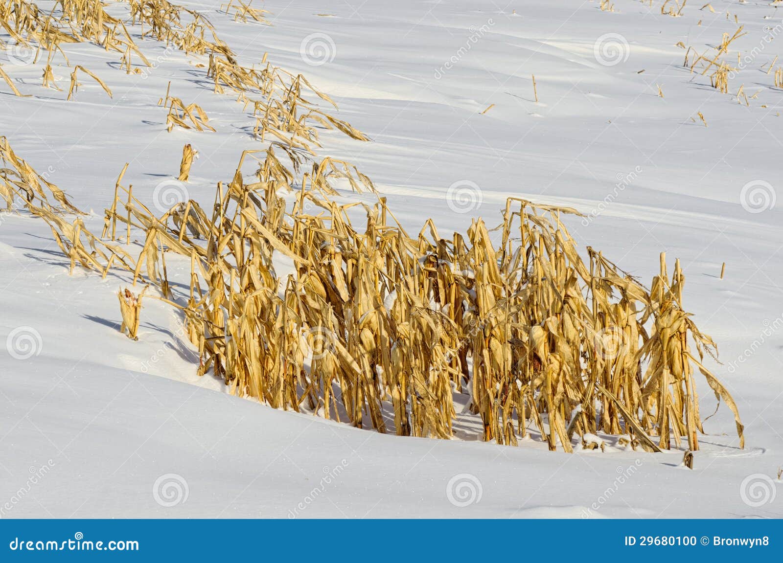 Corn Stalks in Snow stock photo. Image of season, rural - 29680100