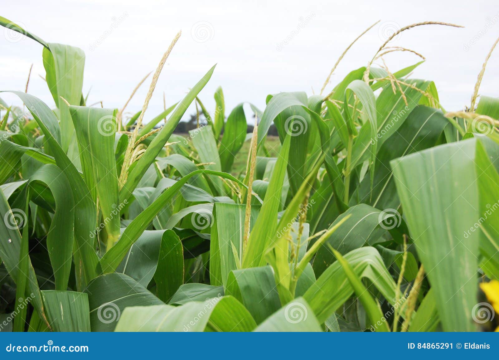 Corn Stalks stock image. Image of october, autumn, agriculture - 84865291