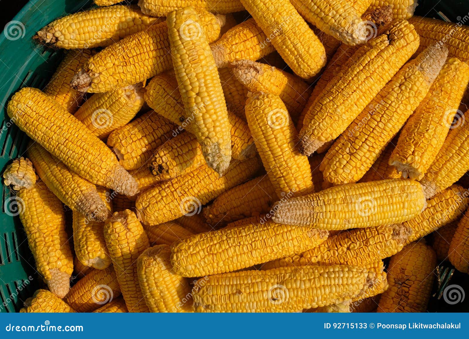 Corn stalks stock image. Image of sweetcorn, food, natural - 92715133