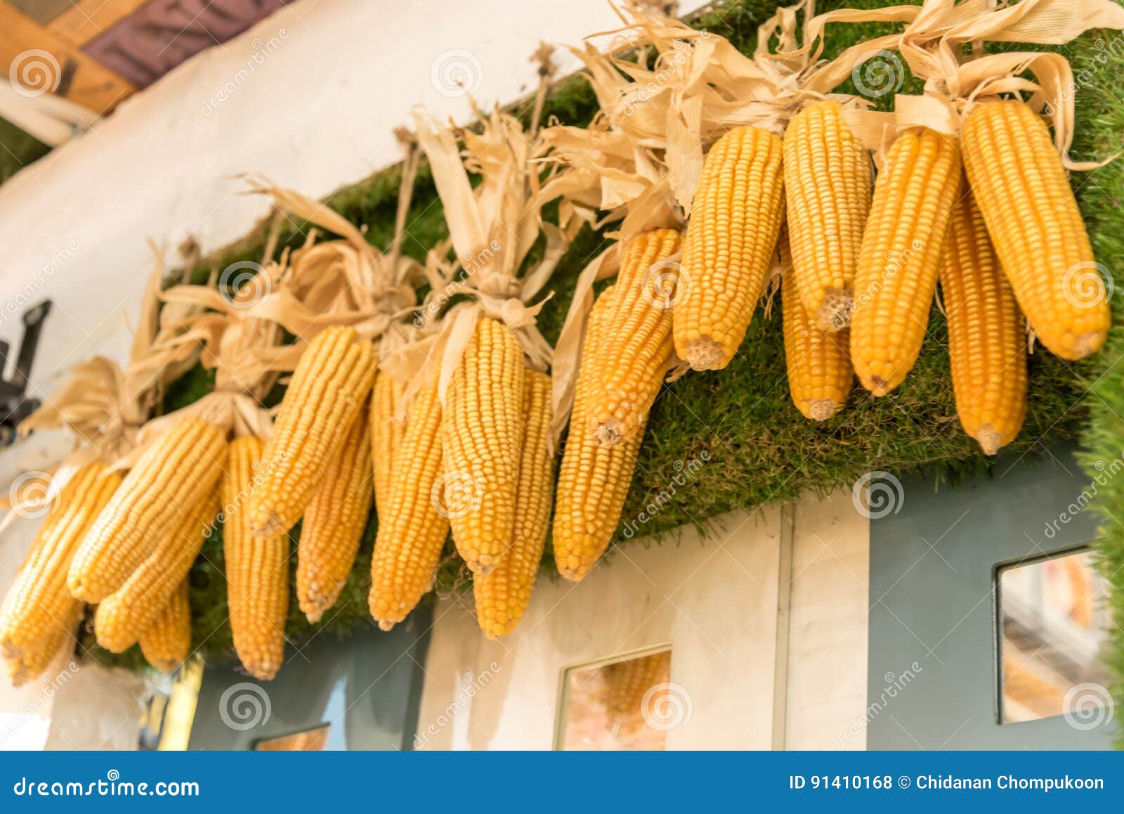 Corn stalks stock photo. Image of farming, autumn, crop - 91410168