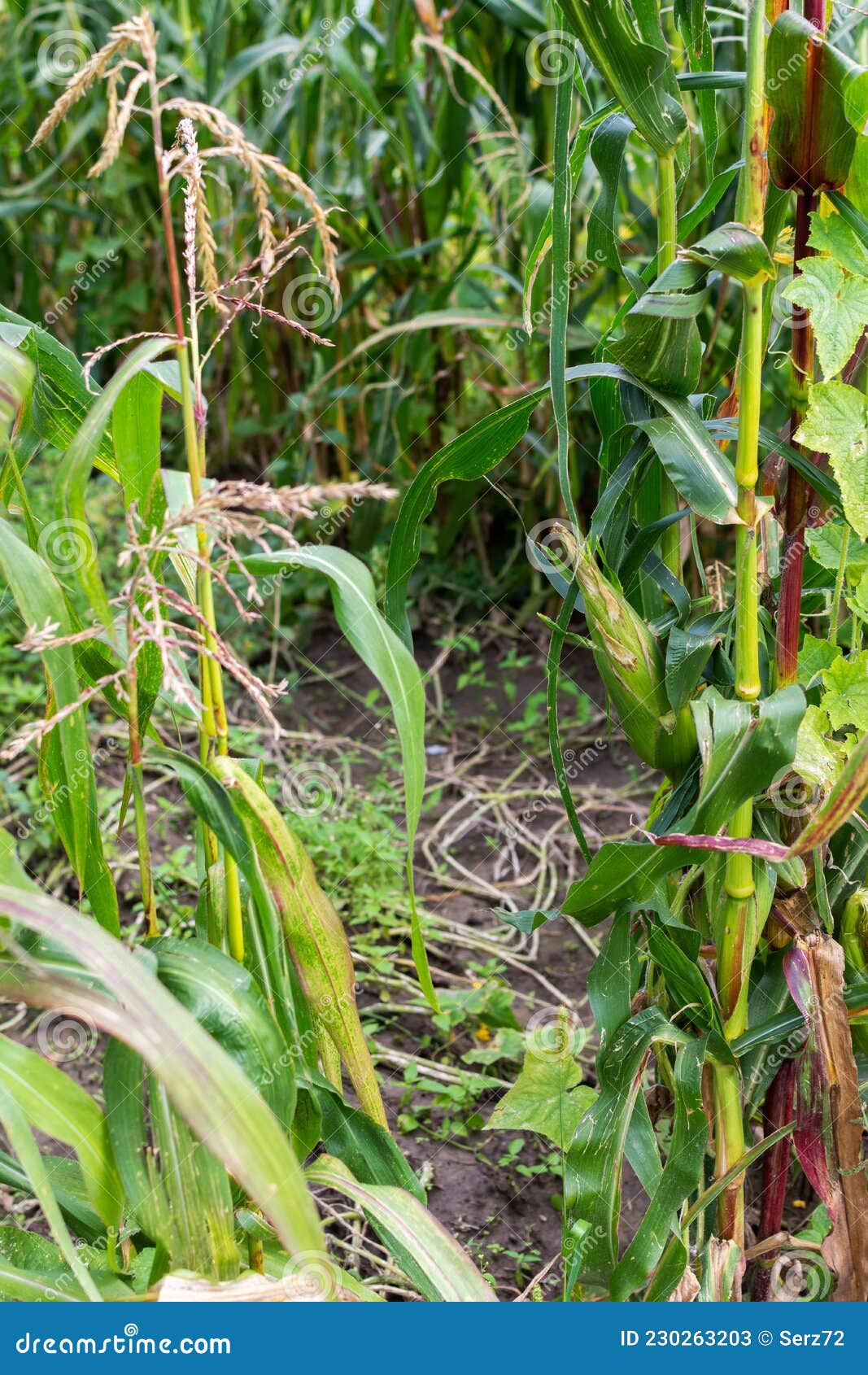 Corn Stalks with Young Ears Stock Image - Image of growth, green: 230263203