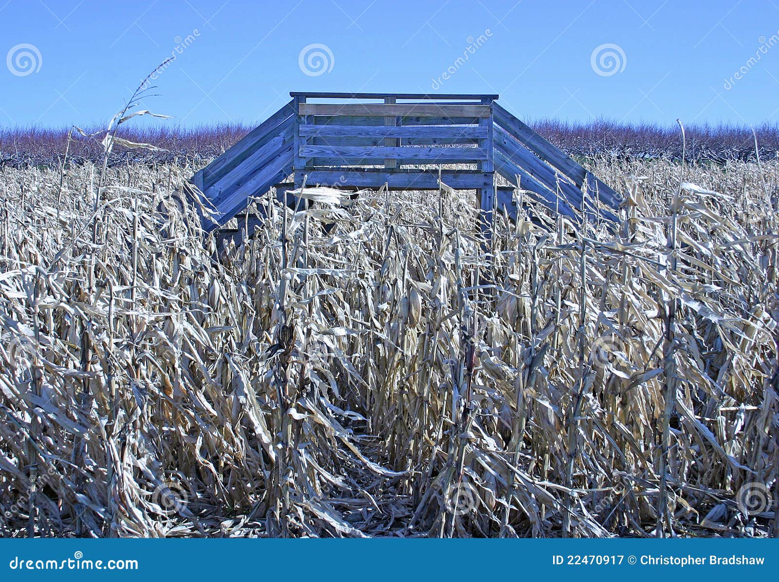 Corn Stand stock image. Image of farm, cultivated, leaves - 22470917