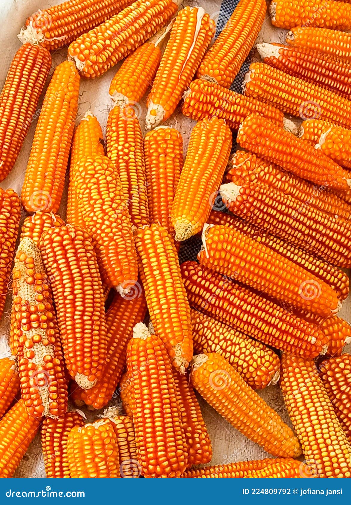 Corn is a Staple Food in Indonesia Stock Photo - Image of food, corn ...