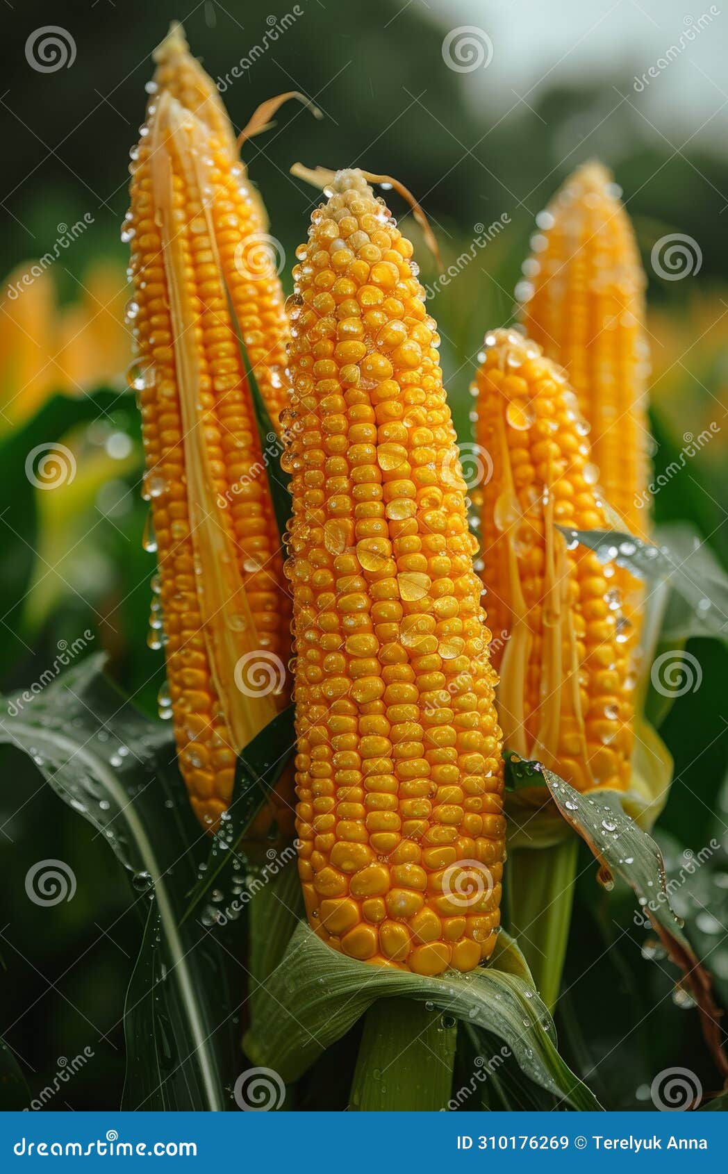 Corn is Staple Food in Many Countries Stock Image - Image of ingredient ...