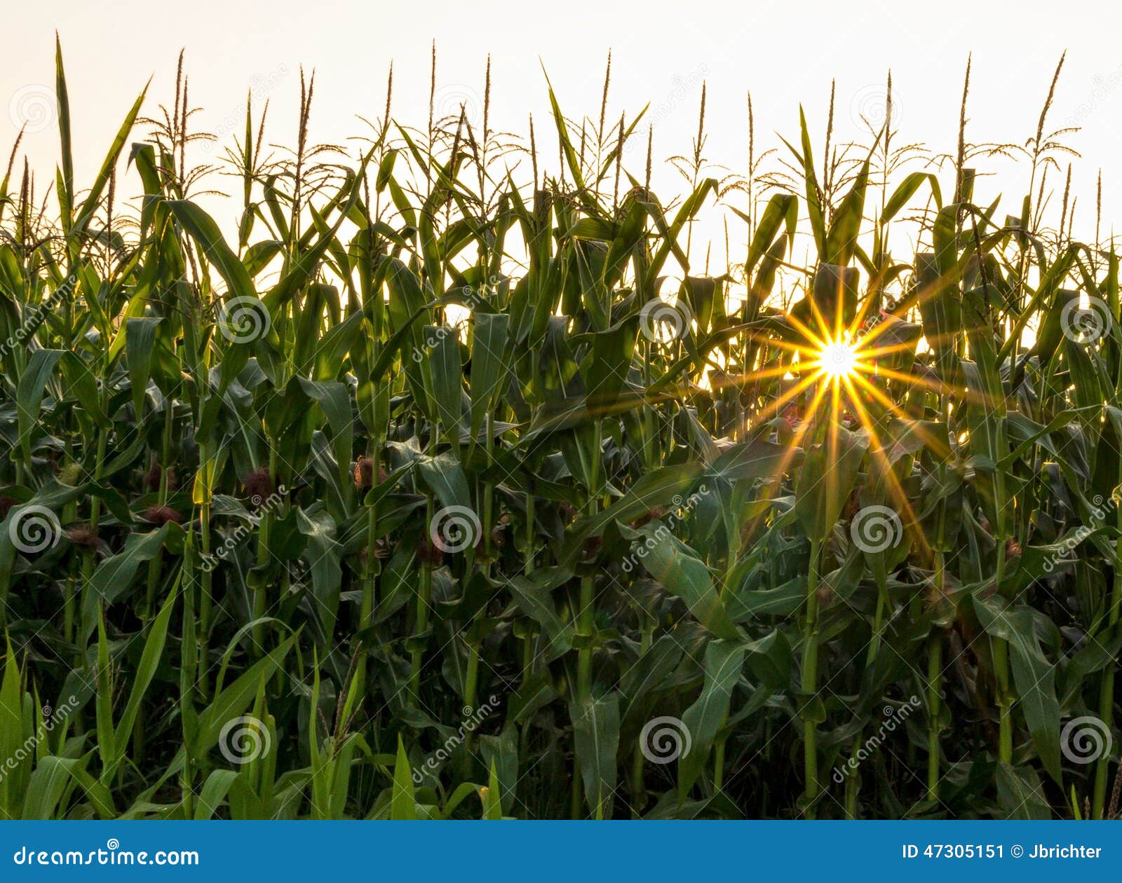 Corn Star stock image. Image of food, farm, stalks, sunrise - 47305151
