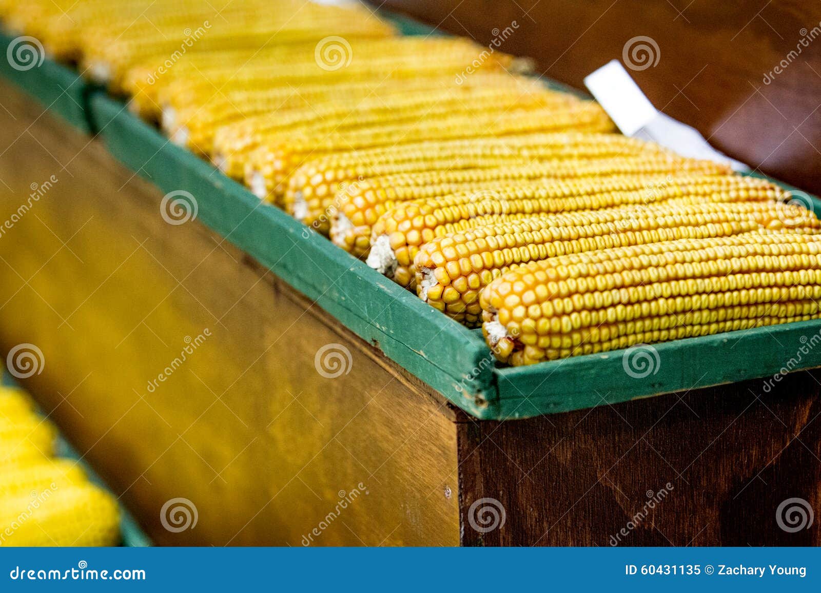 Corn at a state fair stock image. Image of outdoors, leaf - 60431135