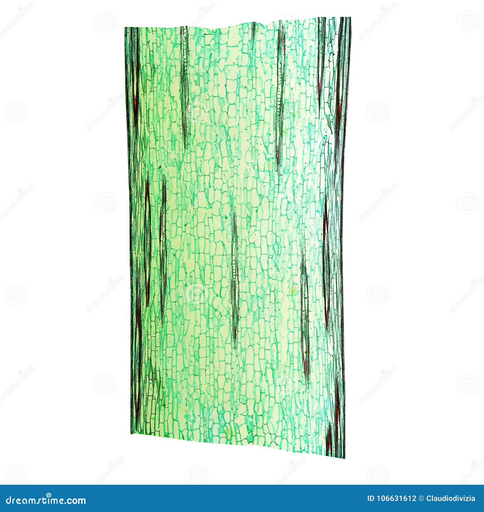 Corn stem micrograph stock photo. Image of micrograph - 106631612