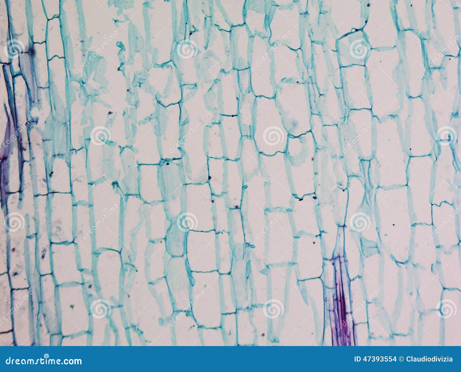 Corn stem micrograph stock photo. Image of light, plant - 47393554