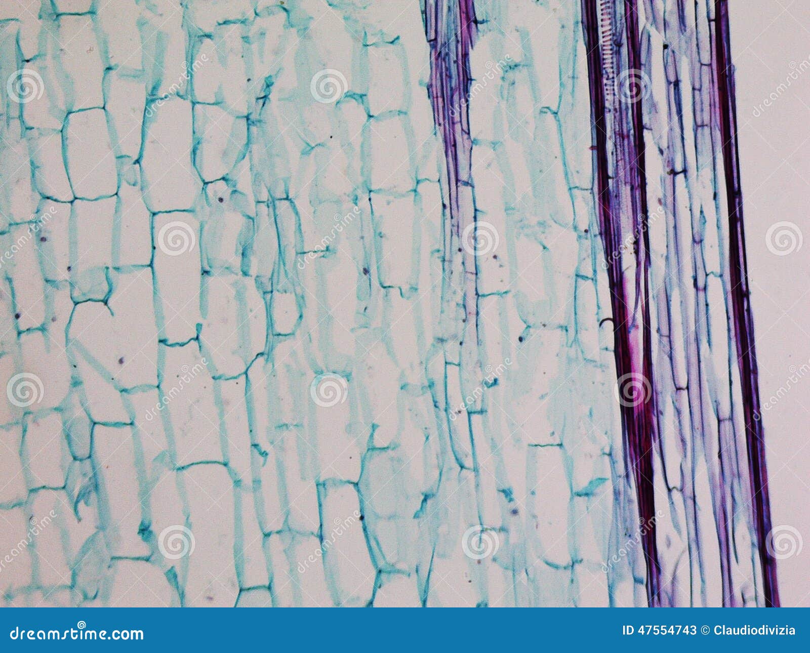 Corn stem micrograph stock image. Image of longitudinal - 47554743