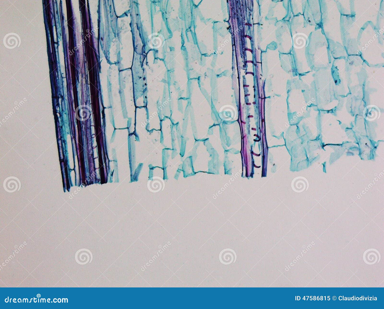 Phloem Longitudinal Section