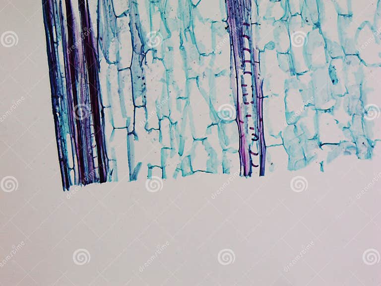 Corn stem micrograph stock image. Image of flora, corn - 47586815