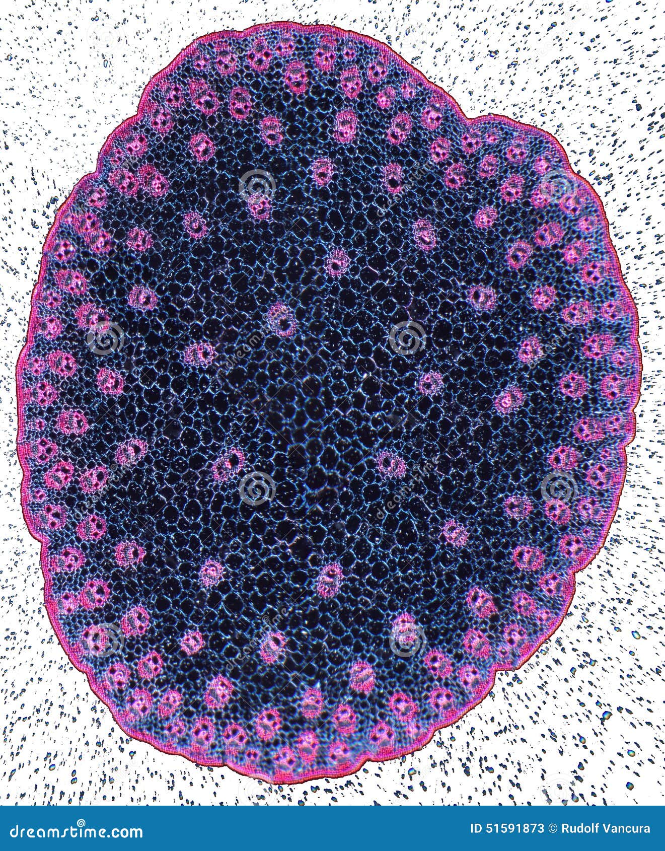 Corn Stem stock image. Image of stem, central, magnification - 51591873