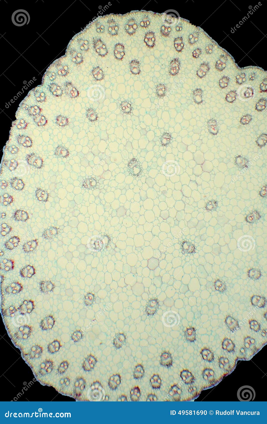 Corn Stem Section stock photo. Image of microscope, nature - 49581690