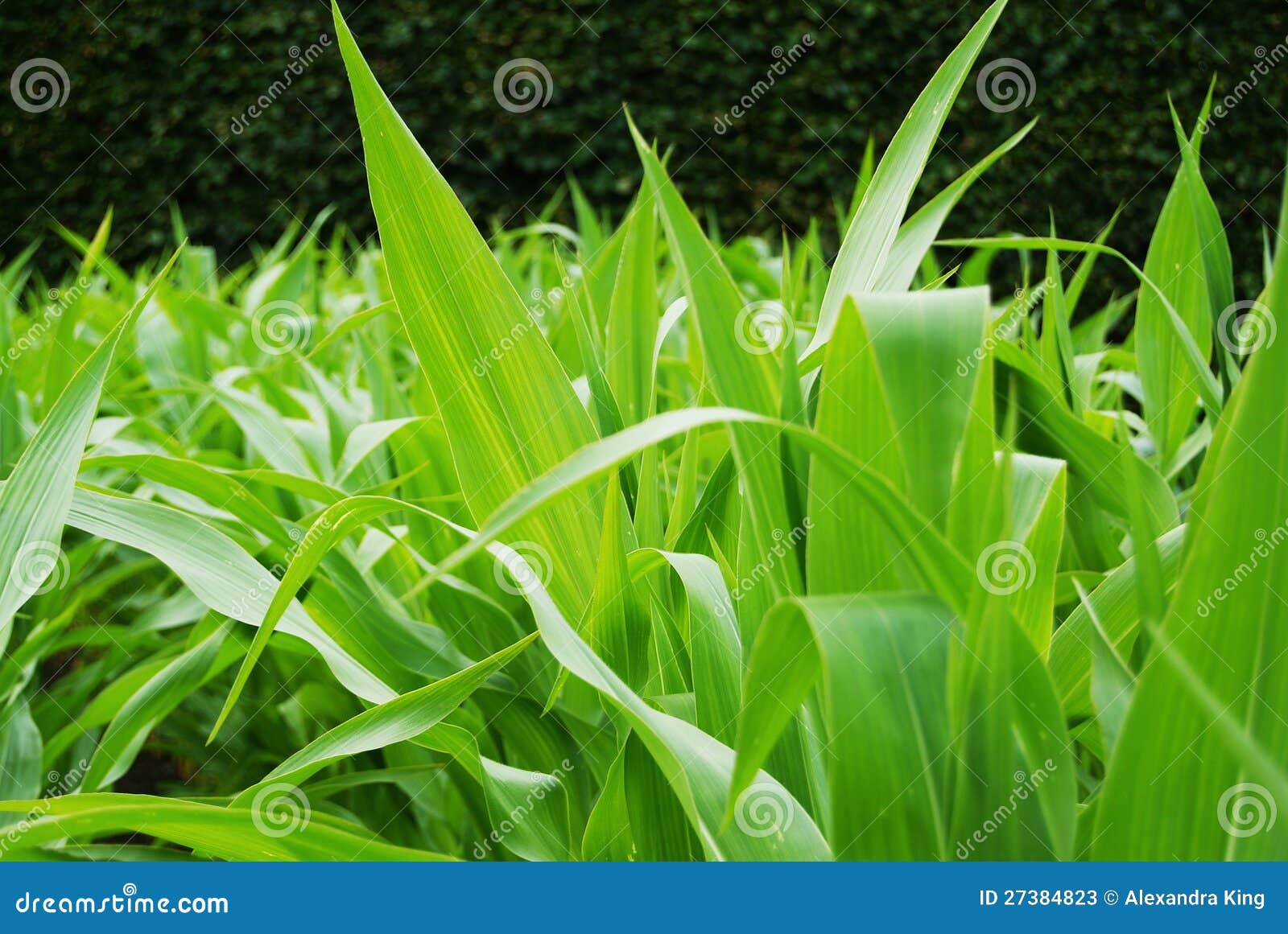 Corn stems stock image. Image of industry, crop, field - 27384823